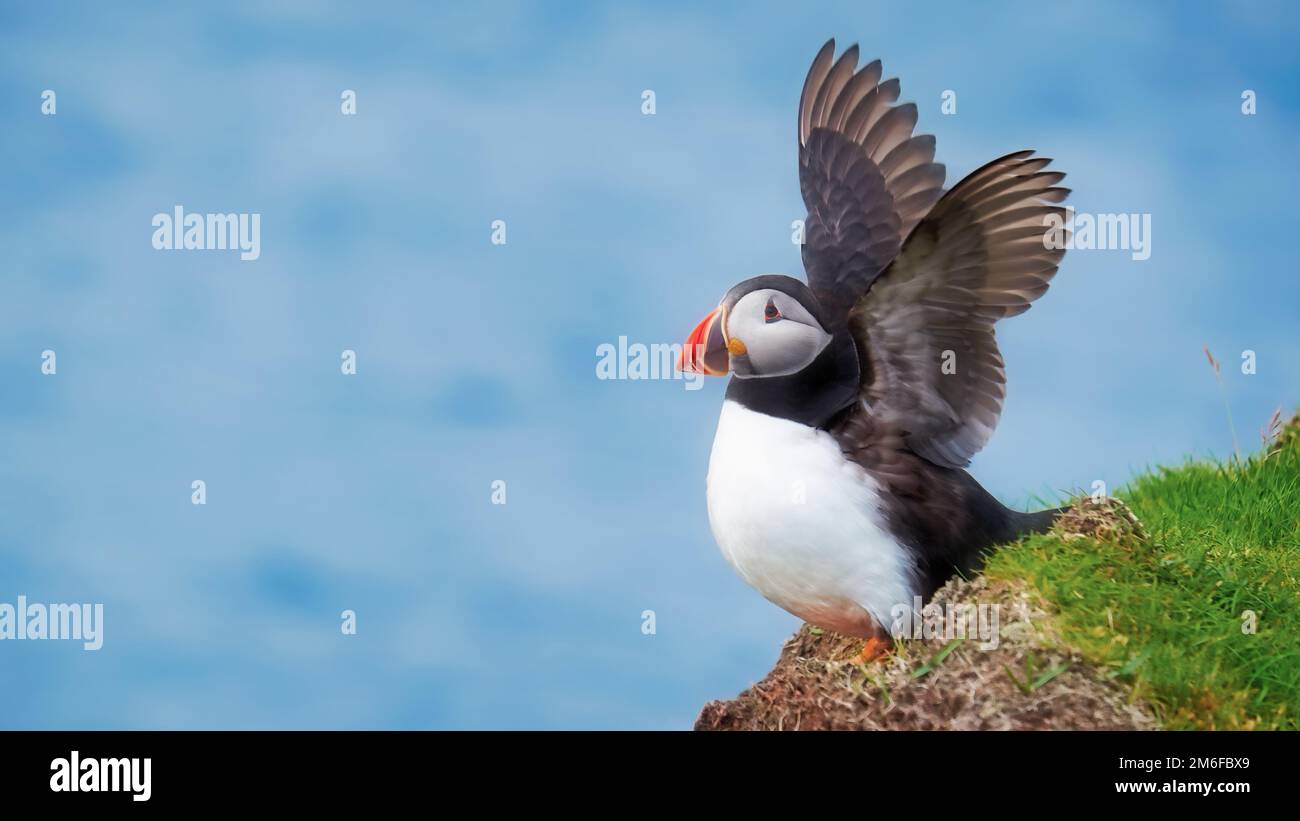 Puffin on a clifftop hi-res stock photography and images - Alamy