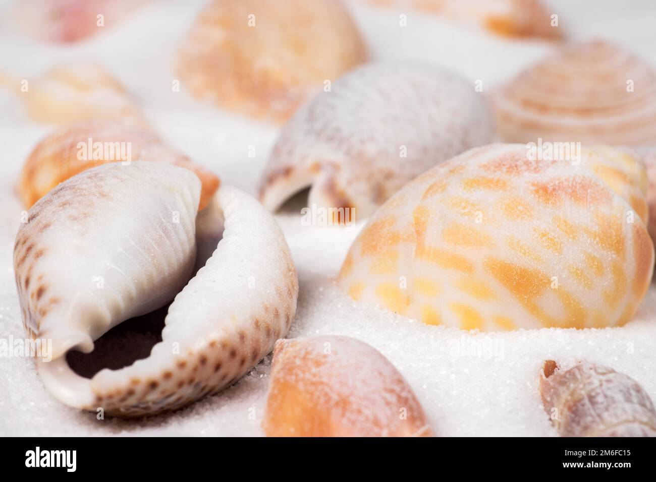 Seashells on the seashore and summer beach Stock Photo - Alamy