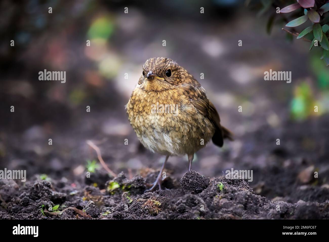 Robin fledgling in a garden Stock Photo - Alamy
