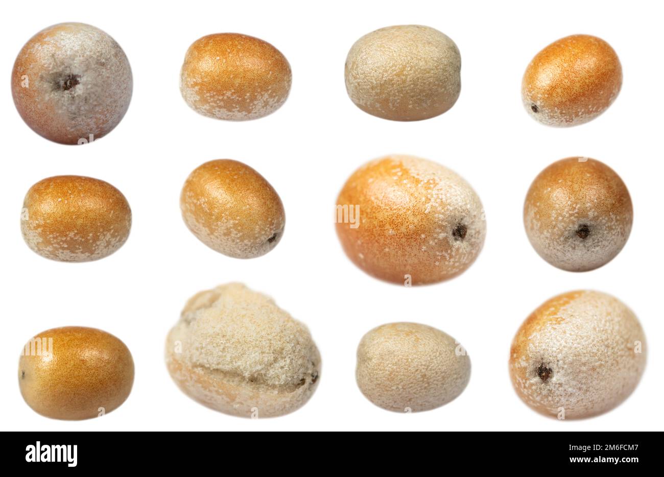 Collection. Elaeagnus angustifolia fruits on white background Stock ...