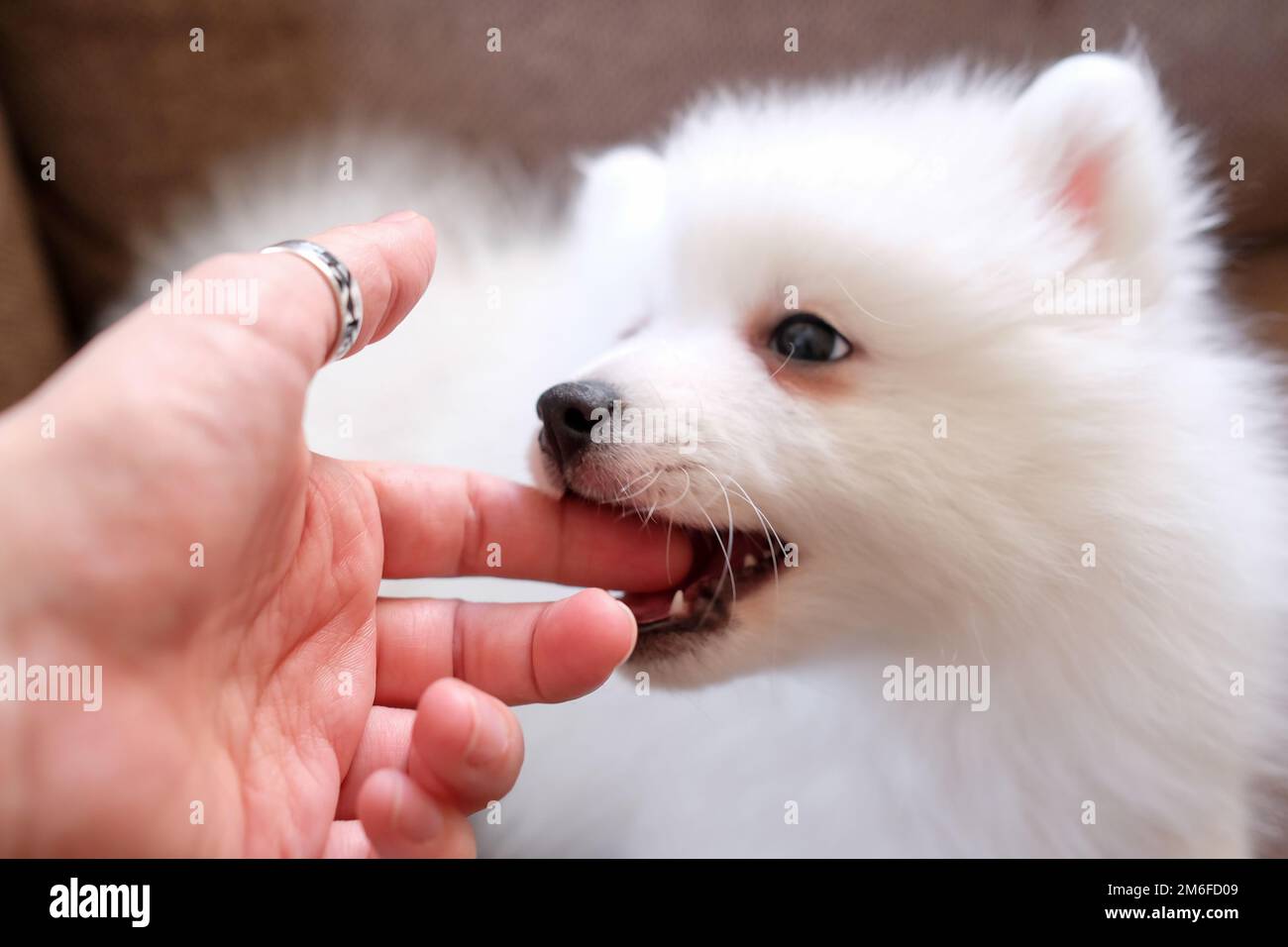 Japanese Spitz Puppies Black