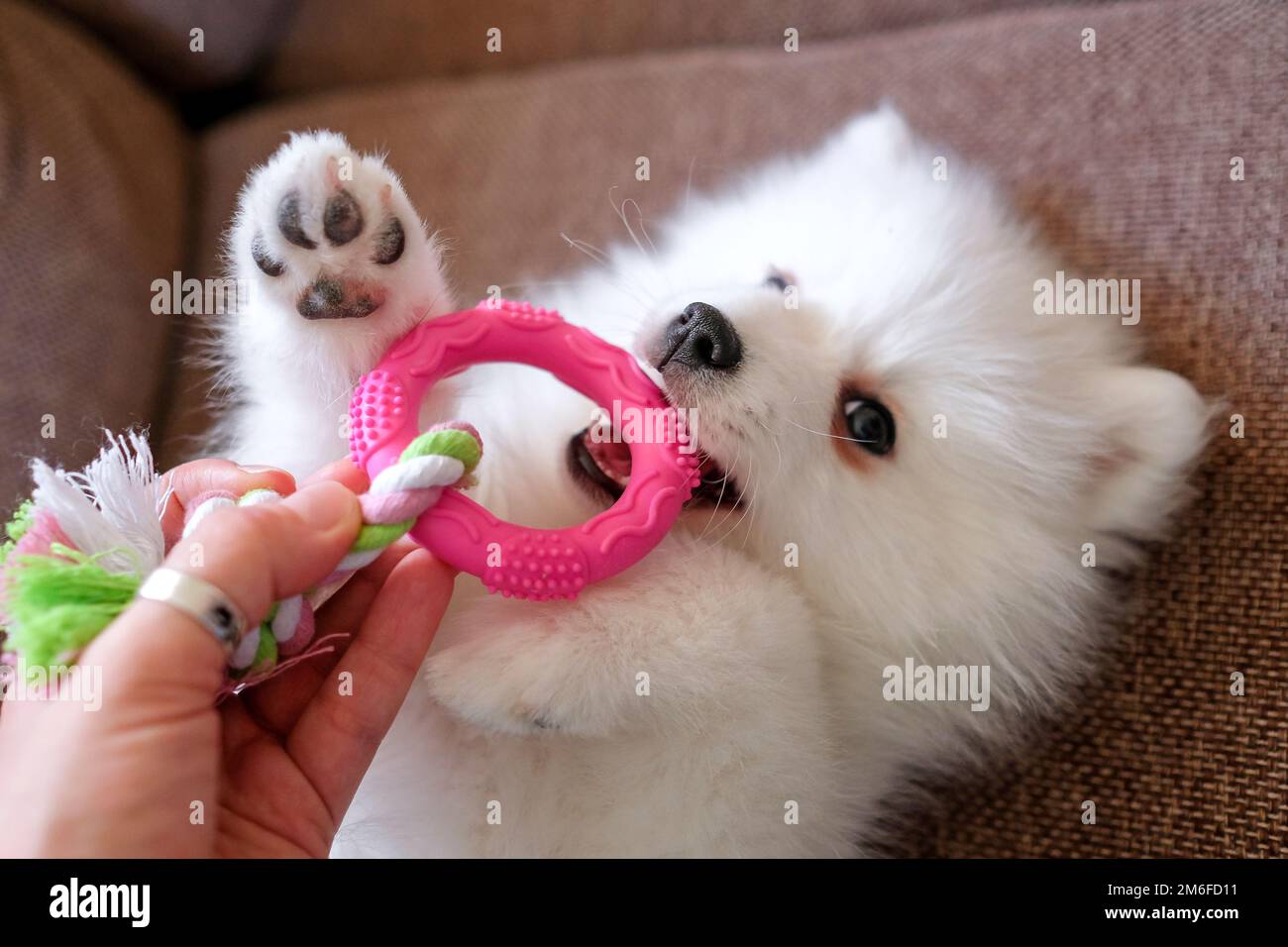 Japanese Spitz puppy plays with a rubber colored toy. Human hand in the ...