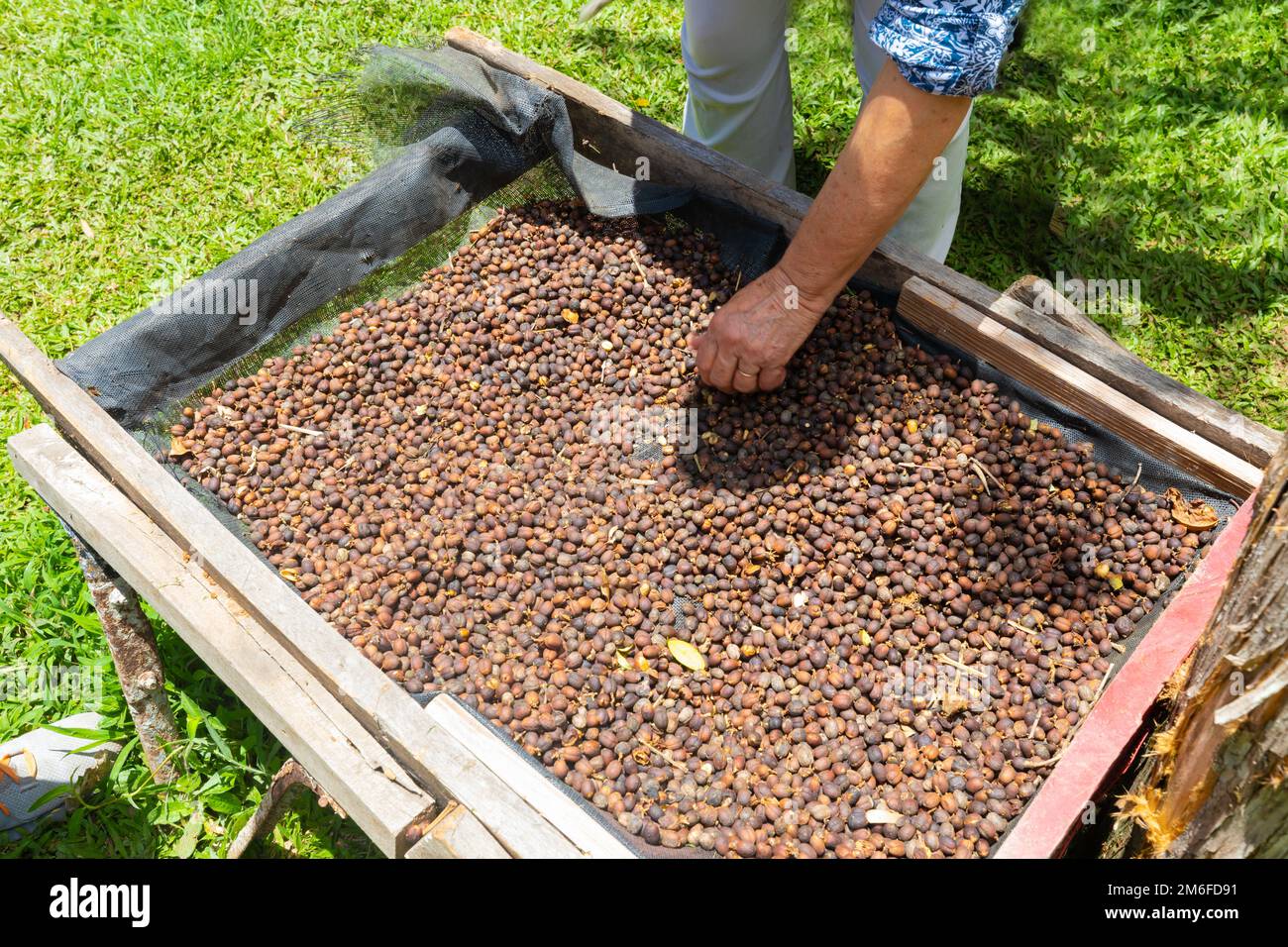Costa Rica, hands mixing coffee beans Stock Photo - Alamy
