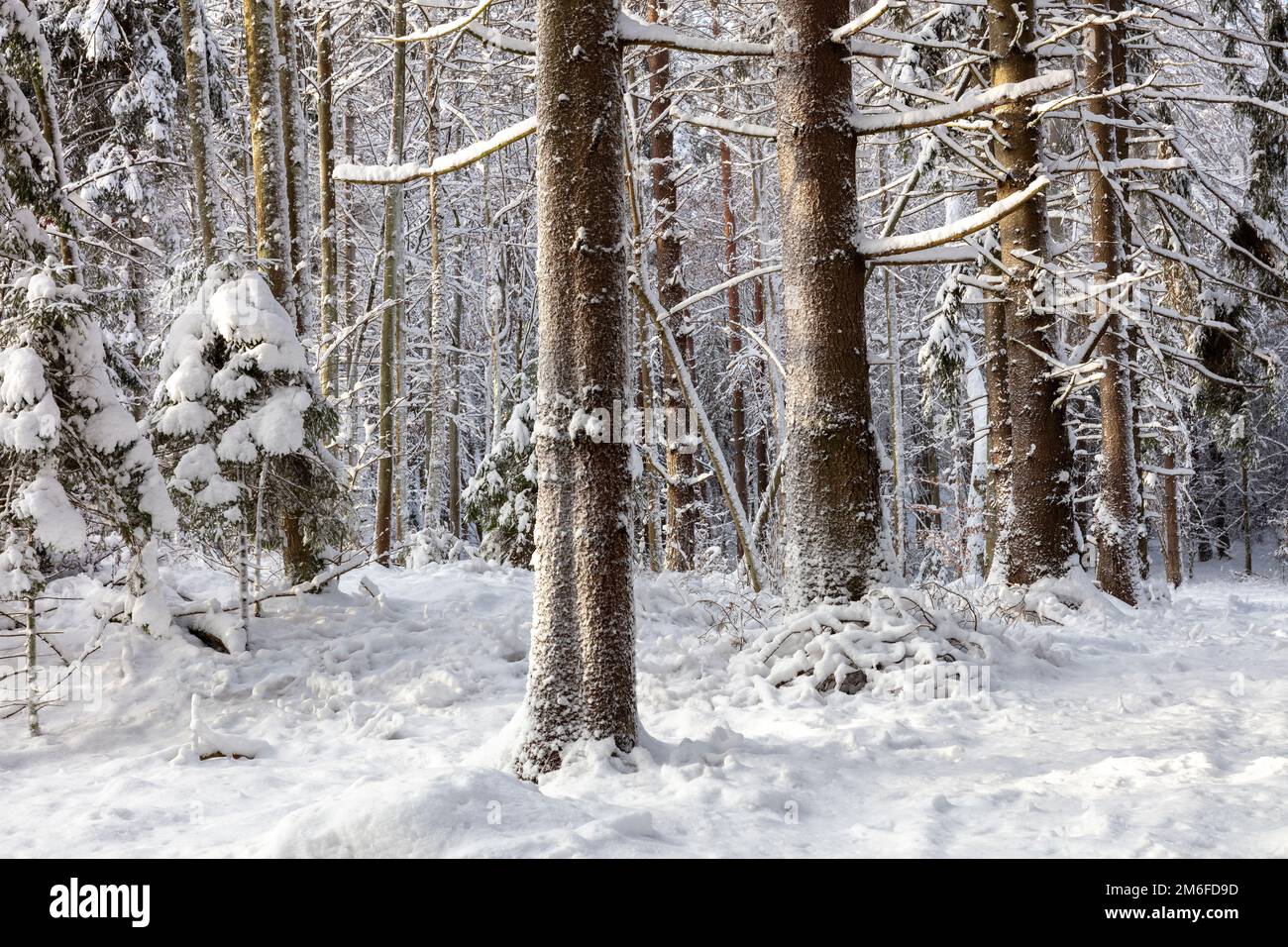 Bialowieska Forest, winter, Poland Stock Photo - Alamy