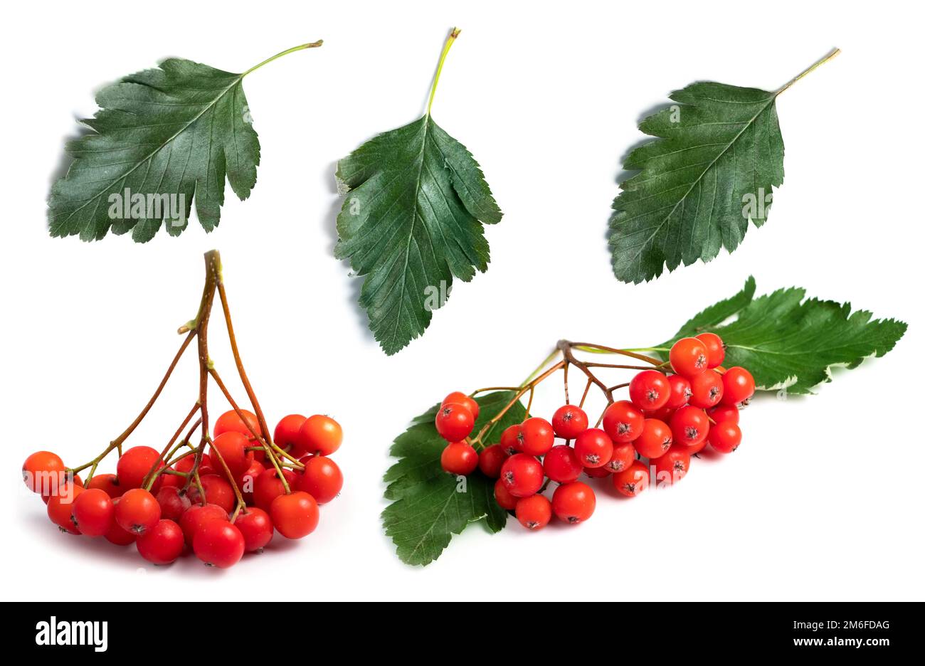 Red ripe bunch of rowan with green rowan leaves isolated on white ...
