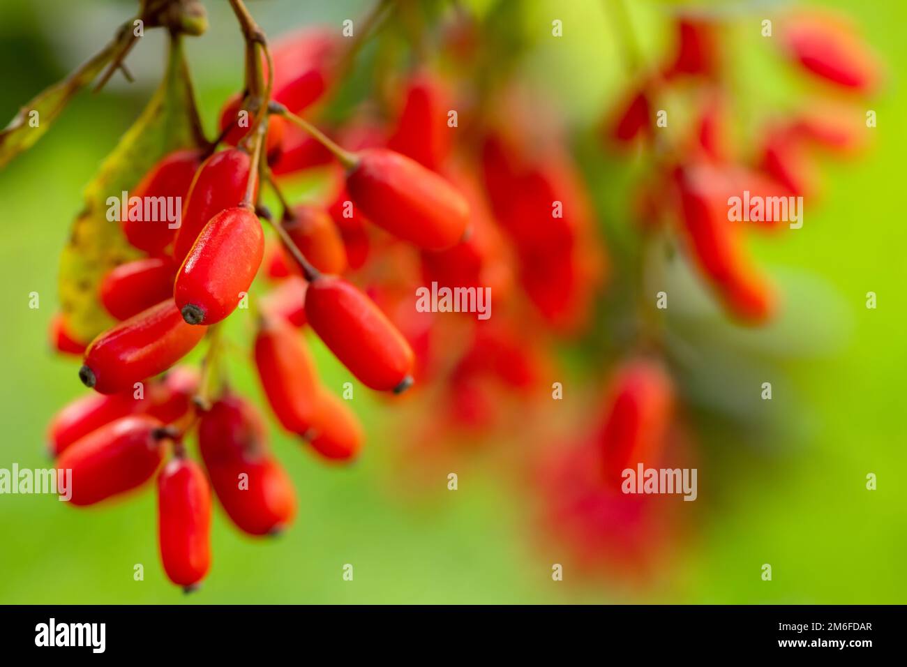 Barberry Berberis vulgaris branch fresh ripe berries natural green ...