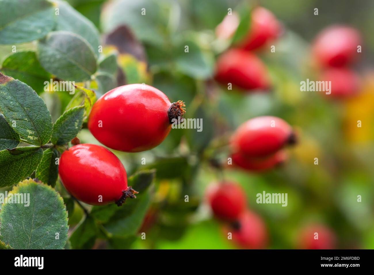 Red rose hips of dog rose. Rosa canina, commonly known as the dog rose ...