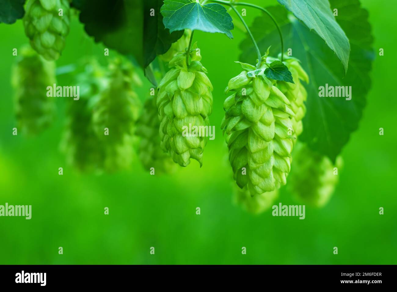 Detail of green fresh hops for making beer in the field Stock Photo - Alamy