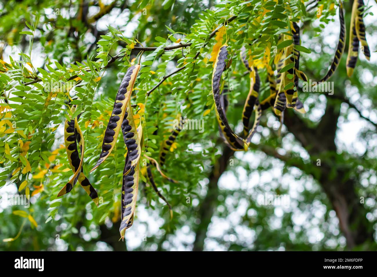 Acacia tree. acacia seed pod on tree in autumn Stock Photo - Alamy