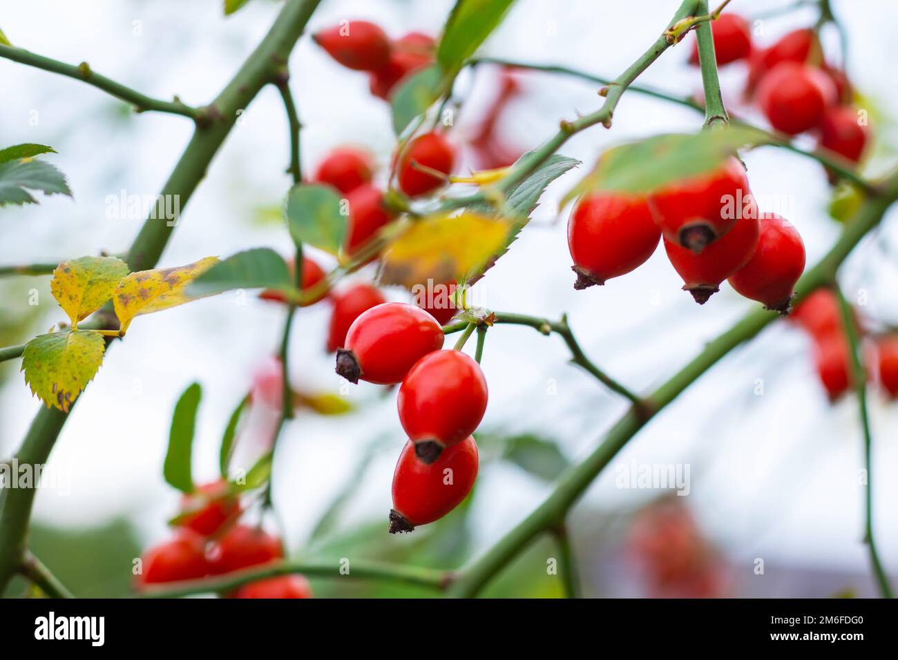 Branches of ripe rose hips in the garden Stock Photo - Alamy