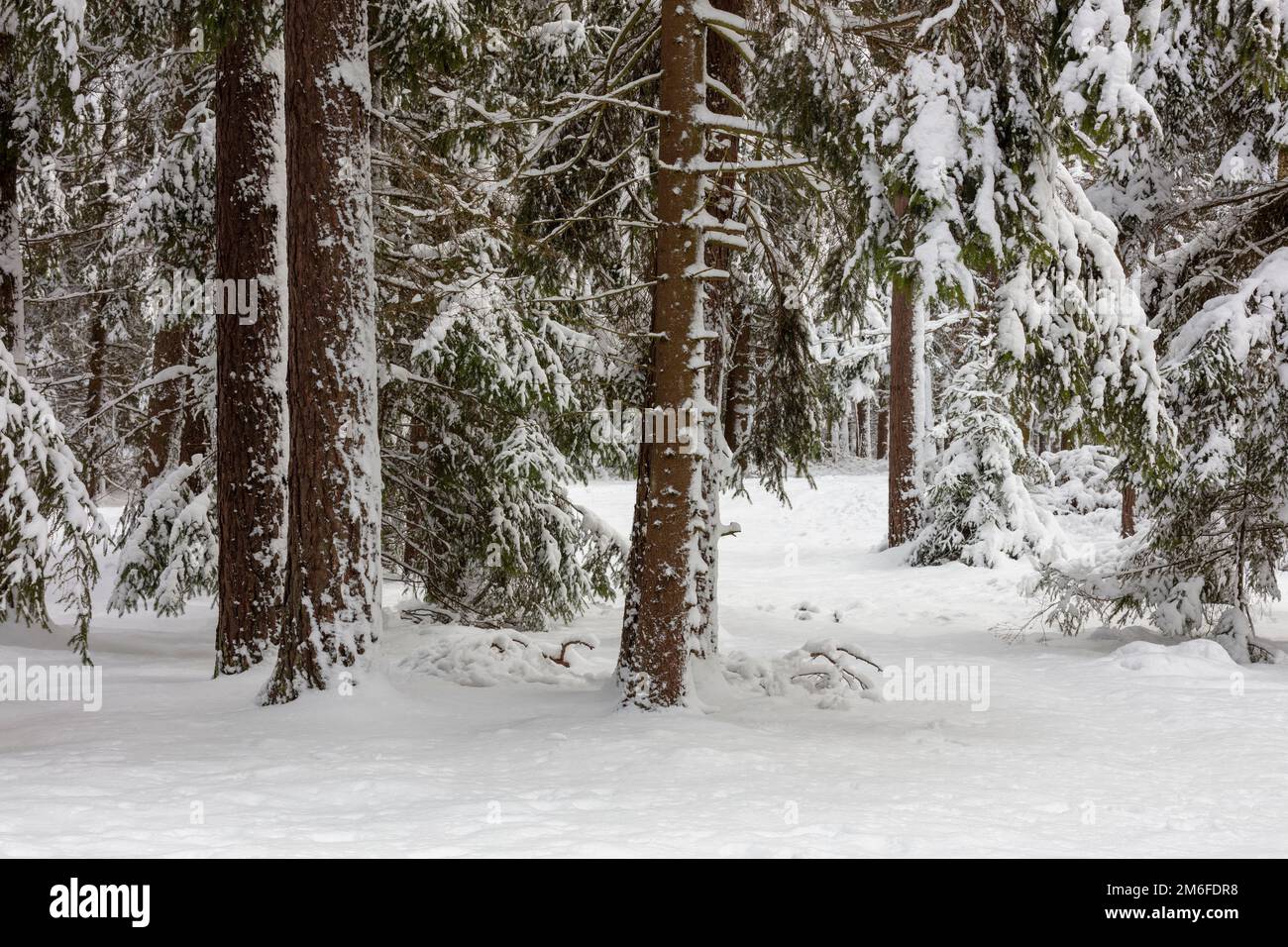 Bialowieska Forest, winter, Poland Stock Photo - Alamy