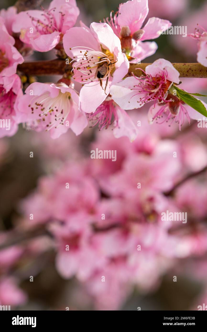 Almond flowers closeup. Flowering branches of an almond tree in an ...