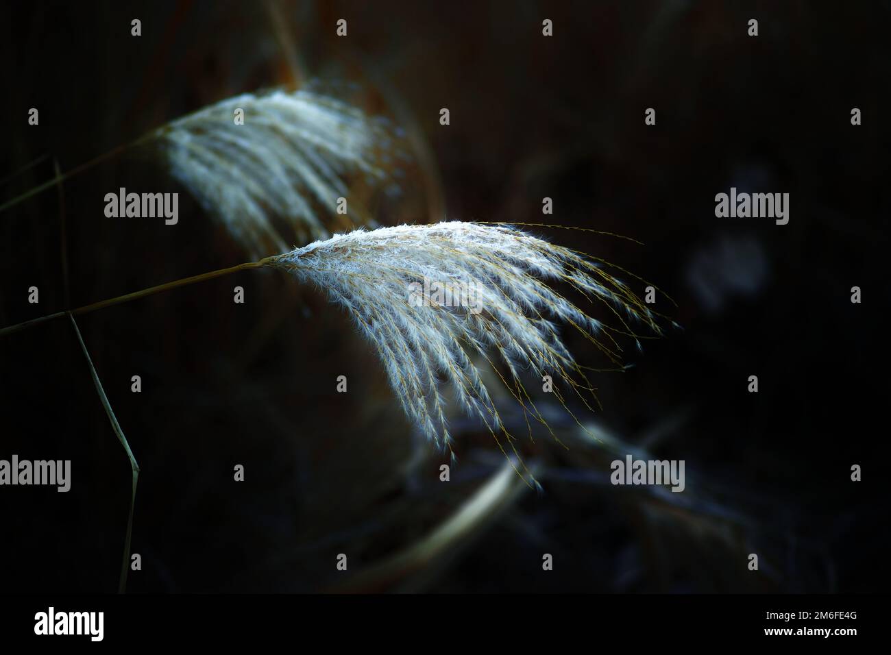 A closeup shot of a feather grass with blurry background Stock Photo ...