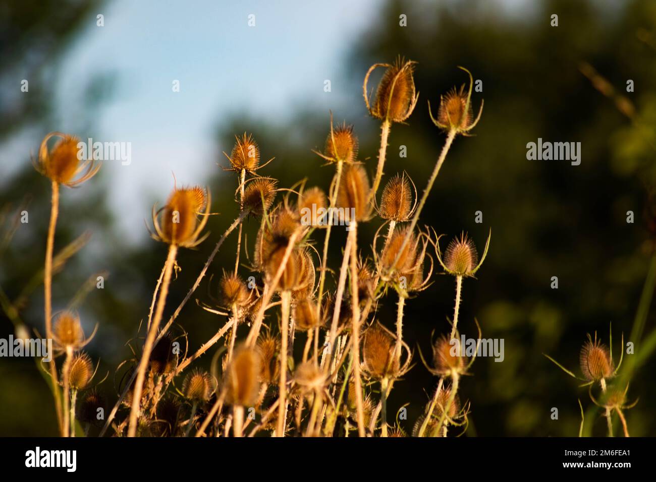 Dried milk thistle flower on blurred background, Italy Stock Photo - Alamy