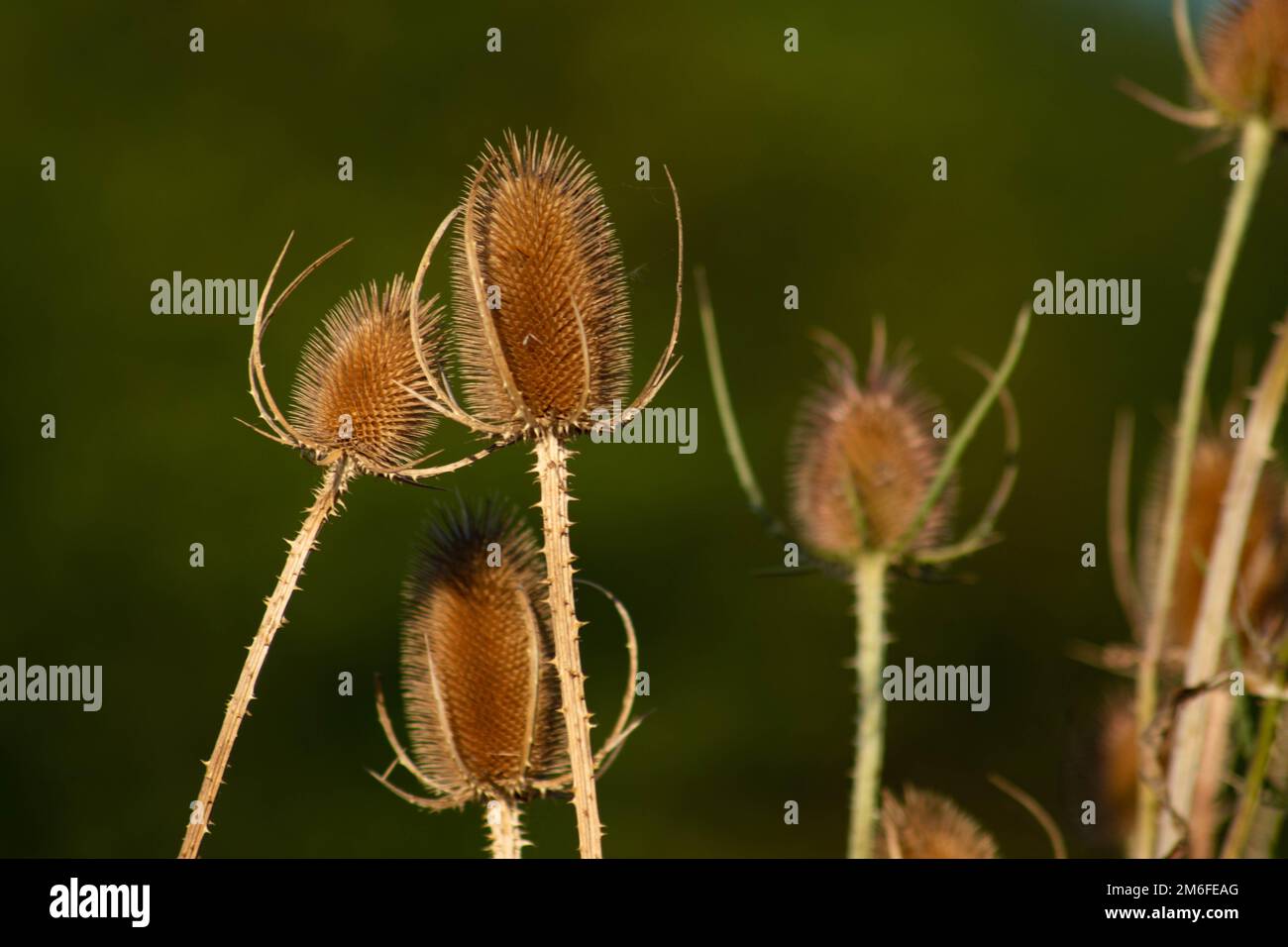Dried milk thistle flower on blurred background, Italy Stock Photo - Alamy