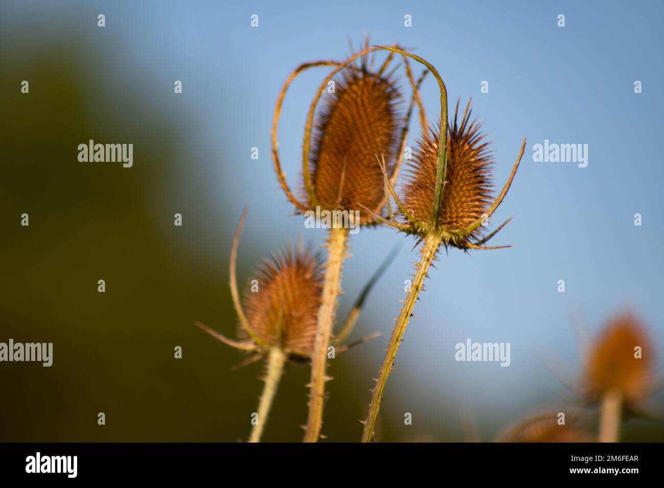 Dried milk thistle flower on blurred background, Italy Stock Photo - Alamy