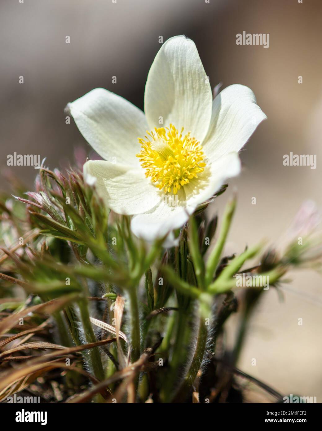 White forest natural hi-res stock photography and images - Alamy