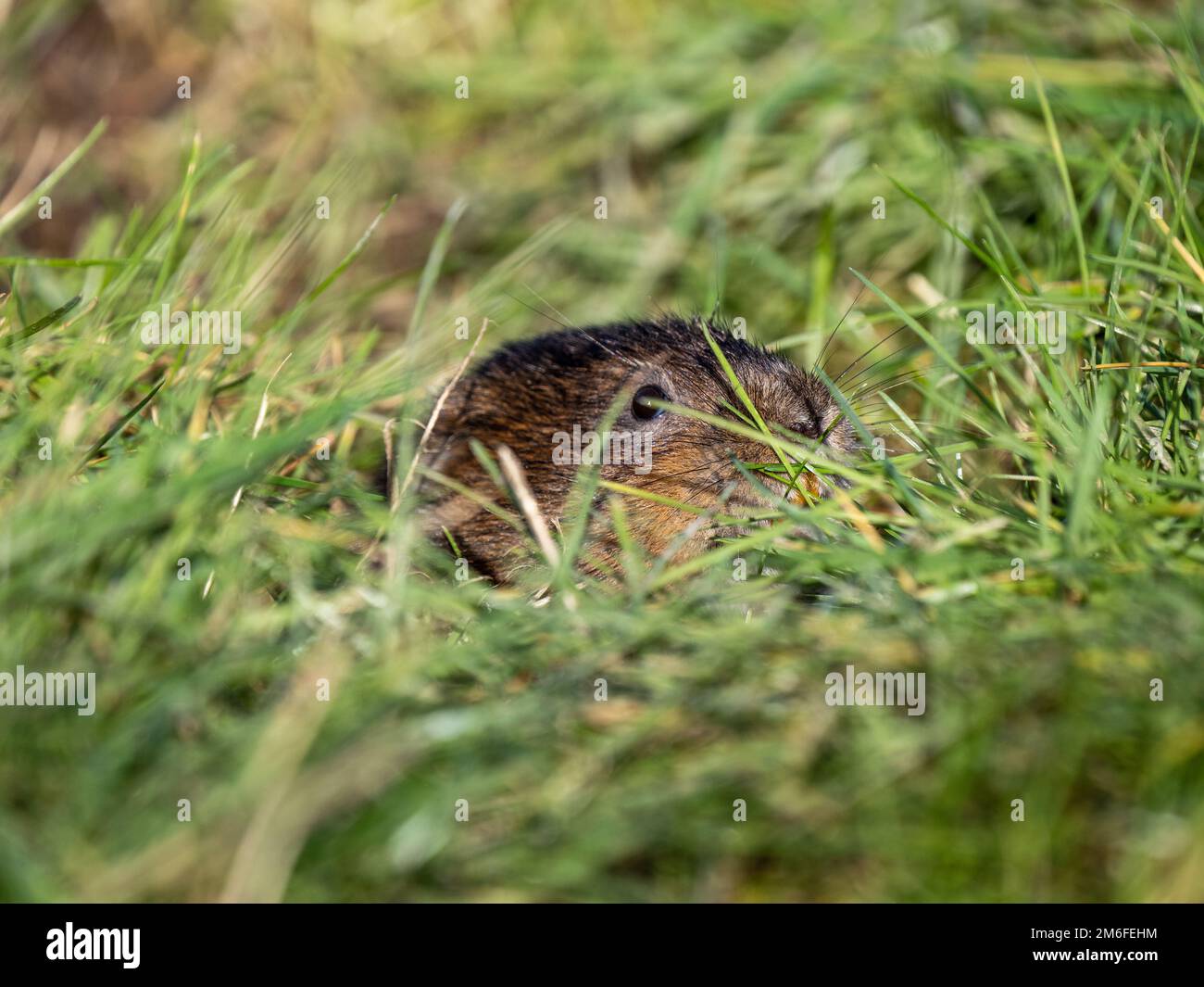 Water Vole Looking out a Grass Burrow Stock Photo - Alamy