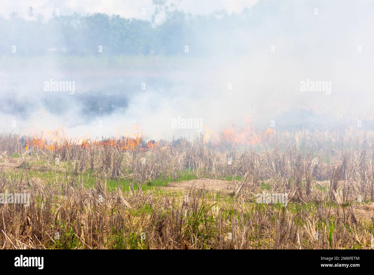 Costa Rica, fire in the field after harvest Stock Photo - Alamy