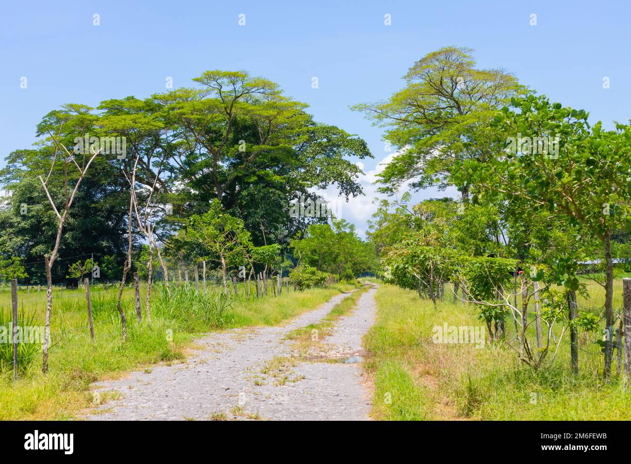 Costa Rica, flat path towards the forest Stock Photo - Alamy