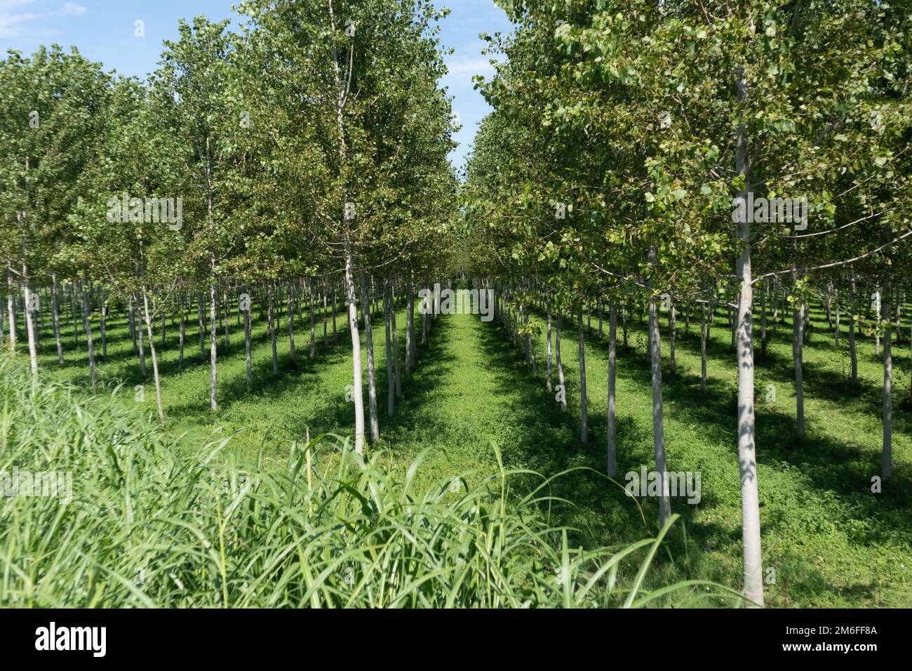 Field of growing trees or forest for wood, Italy Stock Photo - Alamy