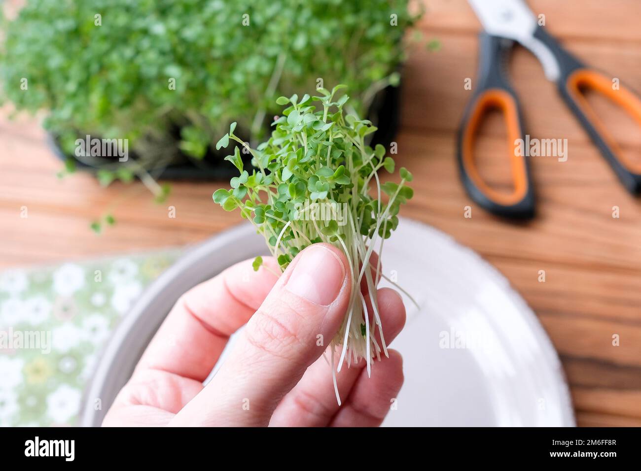 Growing microgreens in container hi-res stock photography and images ...