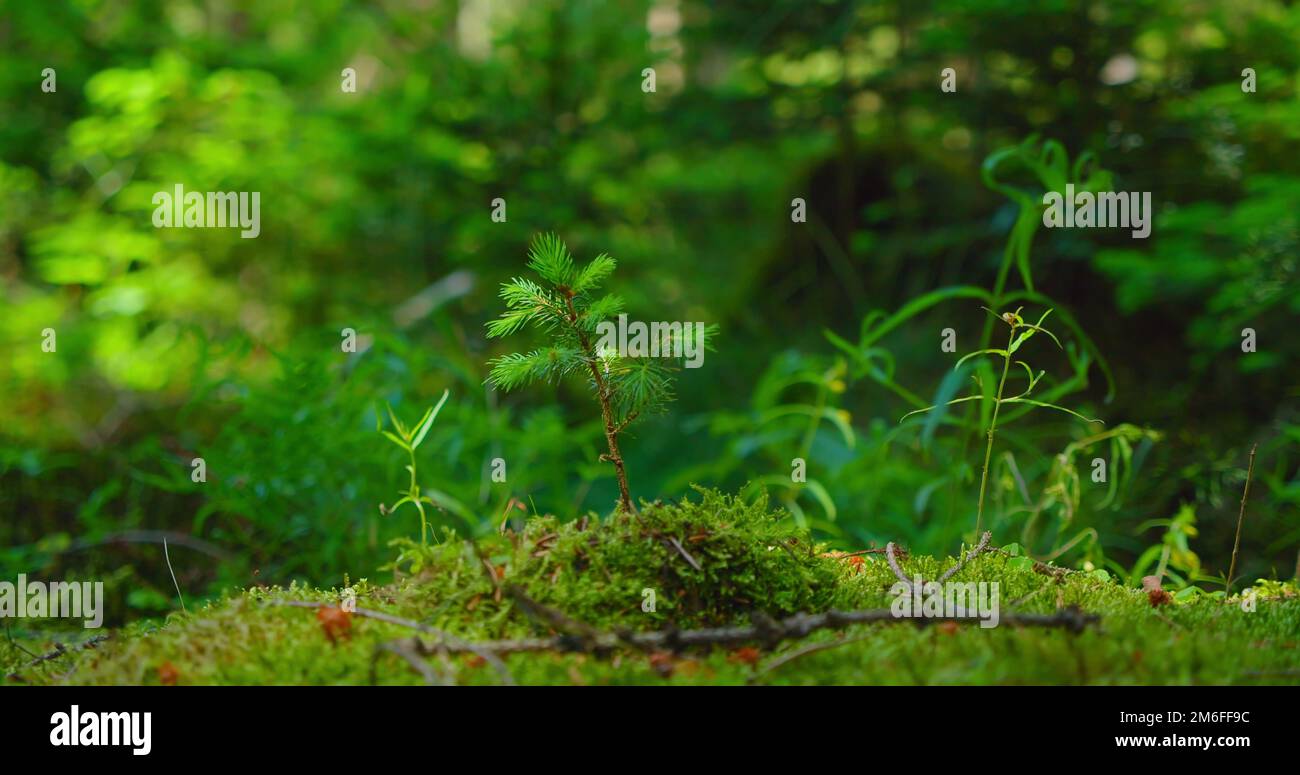 Spring green sprout pine tree in the sunlight. Planting young small ...