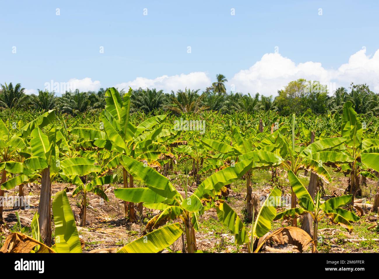 Costa Rica, banana and coconut plantation Stock Photo - Alamy