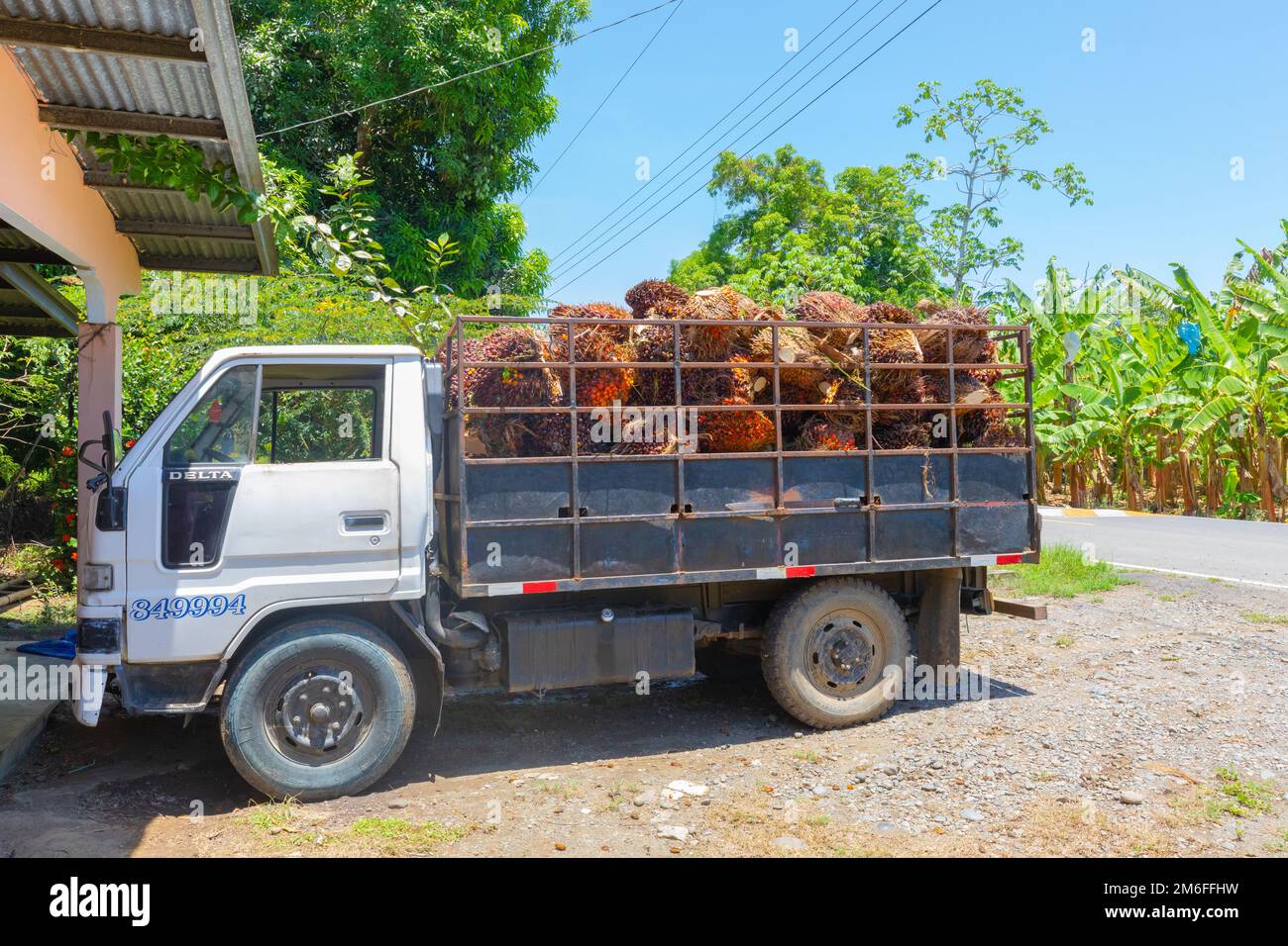 Costa Rica, truck loaded with palm oil fruits Stock Photo - Alamy