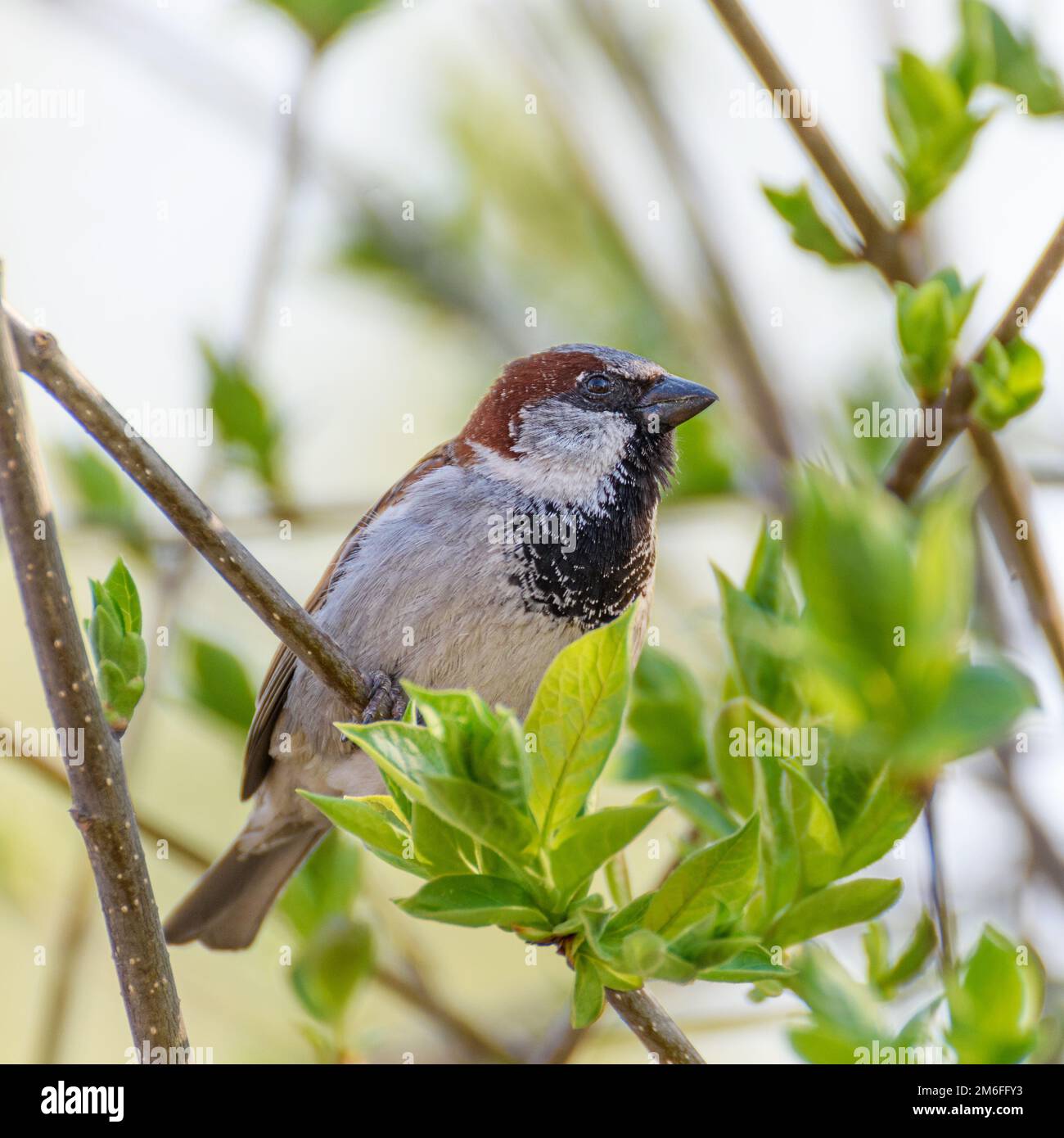 Bird sparrow on a branch Stock Photo - Alamy