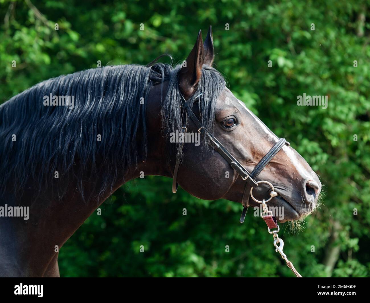 Portrait of beautiful breed sportive Hanoverian stallion Stock Photo ...