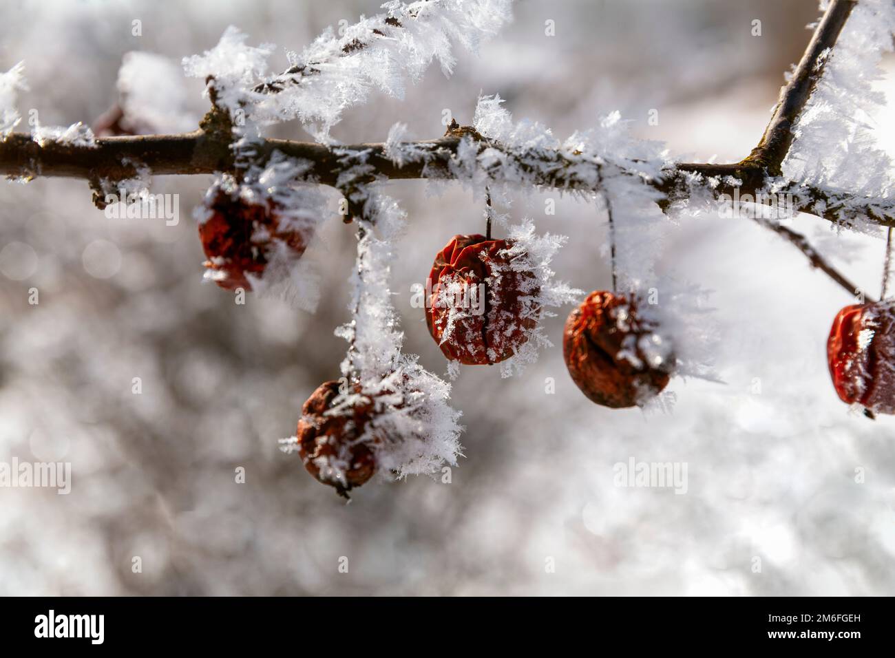 Frosted apples hi-res stock photography and images - Alamy