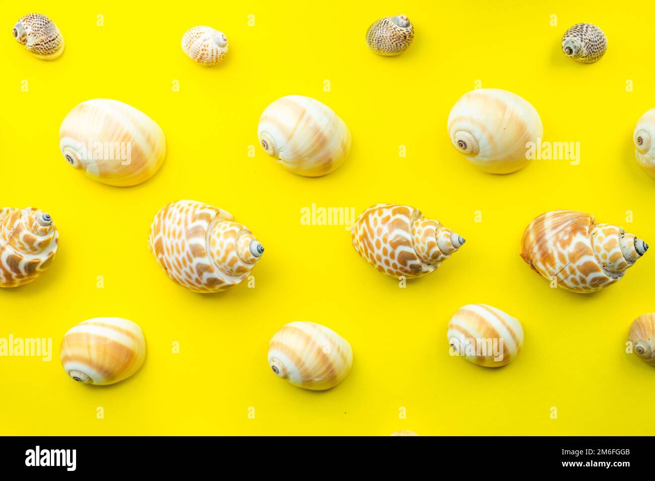 Summer background with sea shells Stock Photo - Alamy