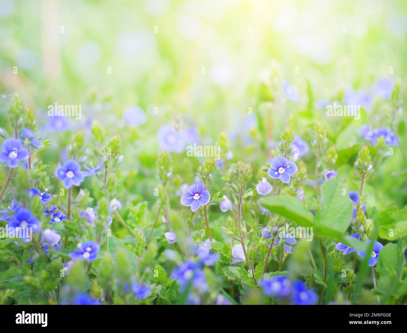 Small pretty blue flowers Stock Photo - Alamy