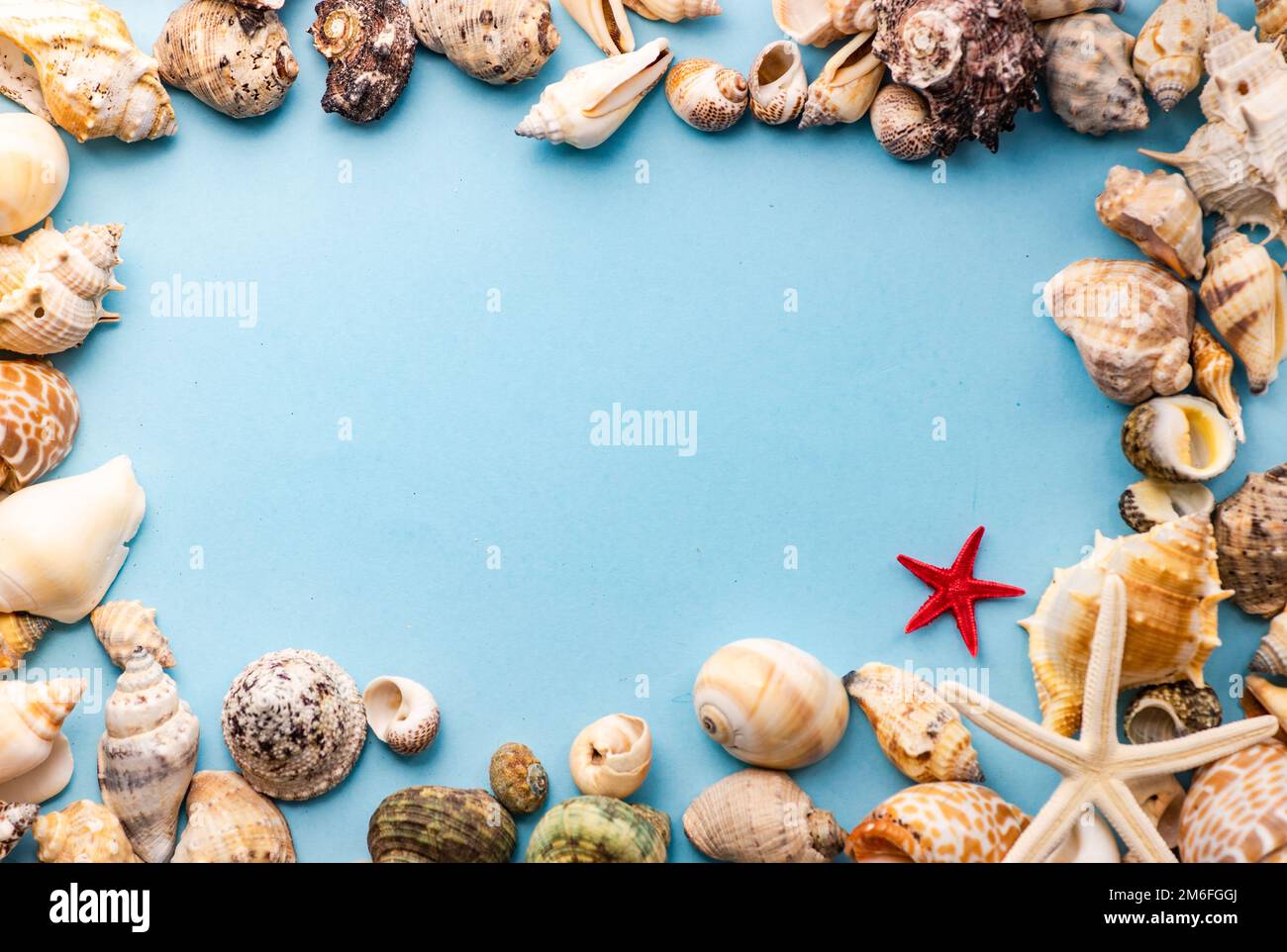 Summer background with sea shells Stock Photo - Alamy
