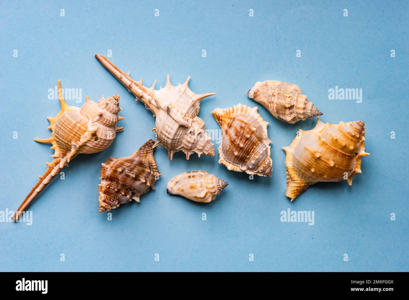 Summer background with sea shells Stock Photo - Alamy