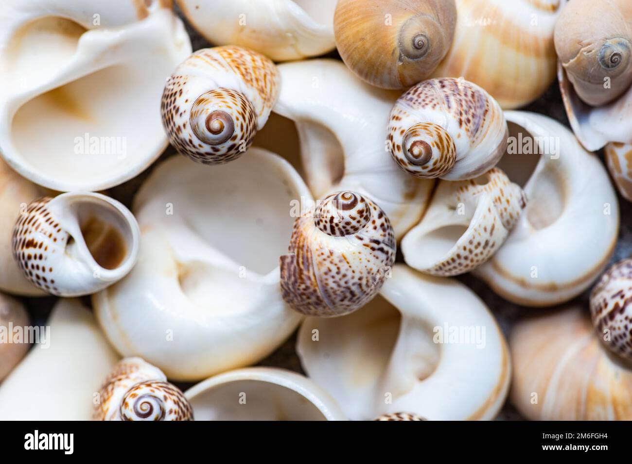 Summer background with sea shells Stock Photo - Alamy