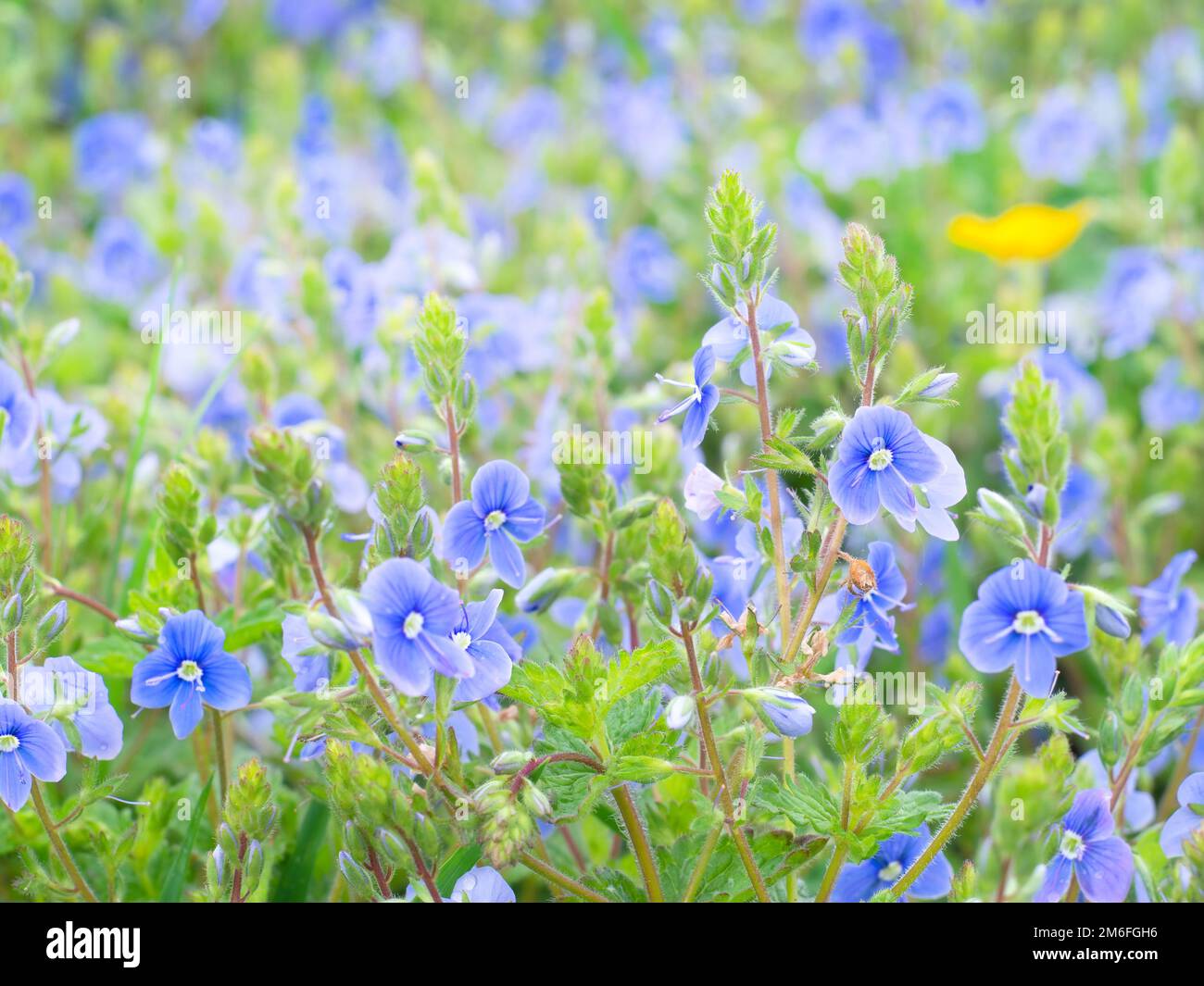 Small pretty blue flowers Stock Photo - Alamy