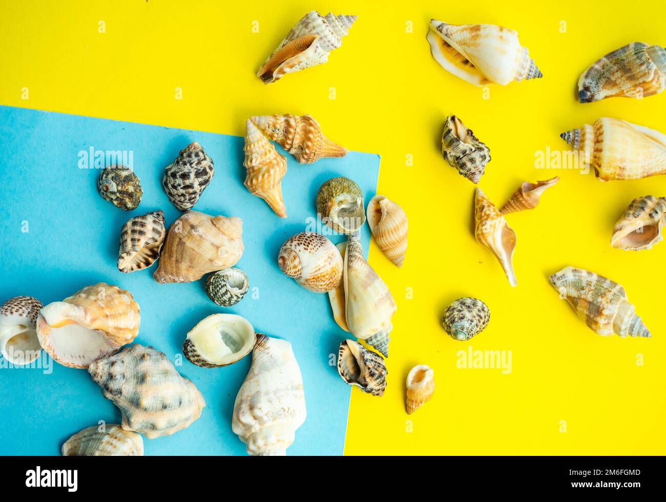 Summer background with sea shells Stock Photo - Alamy