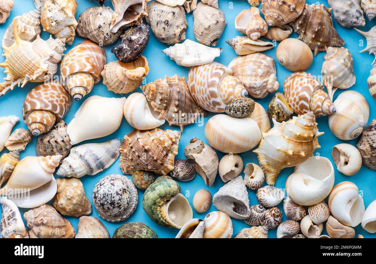 Summer background with sea shells Stock Photo - Alamy