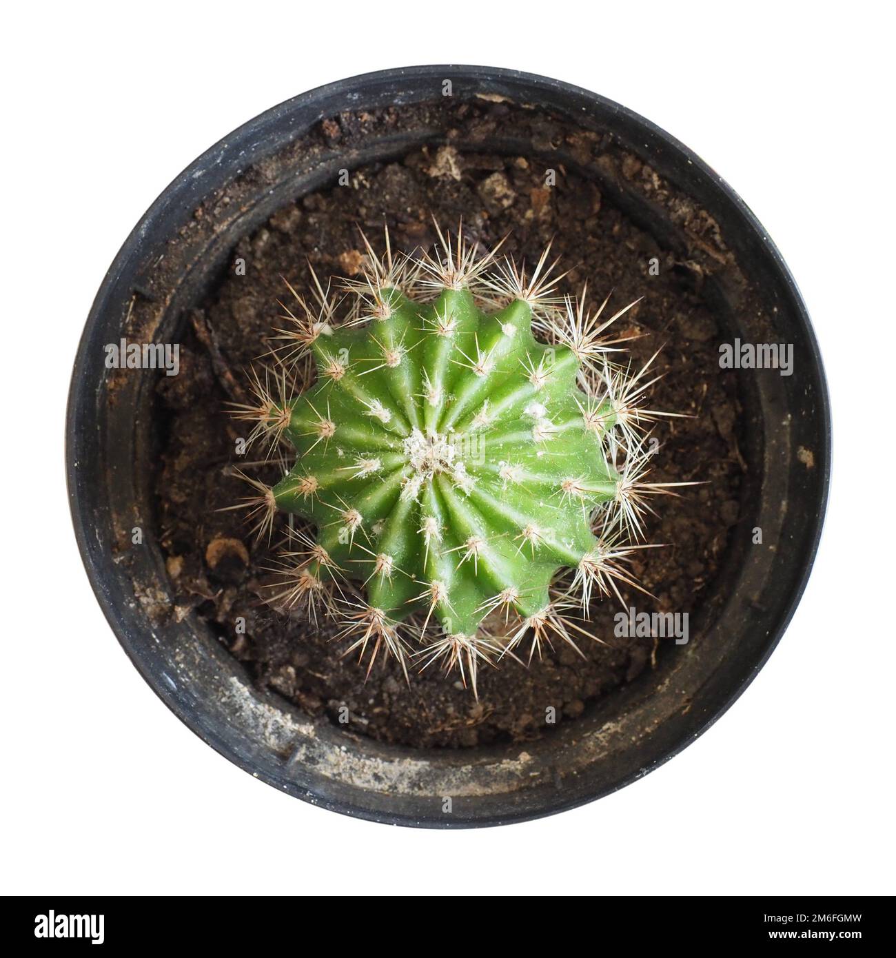 Cacti cactaceae Cut Out Stock Images & Pictures - Alamy