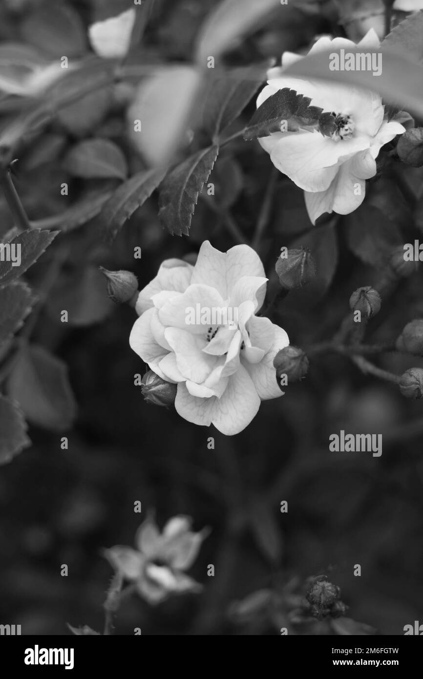 A closeup of a beautiful rose in full bloom growing in the sunny summer ...