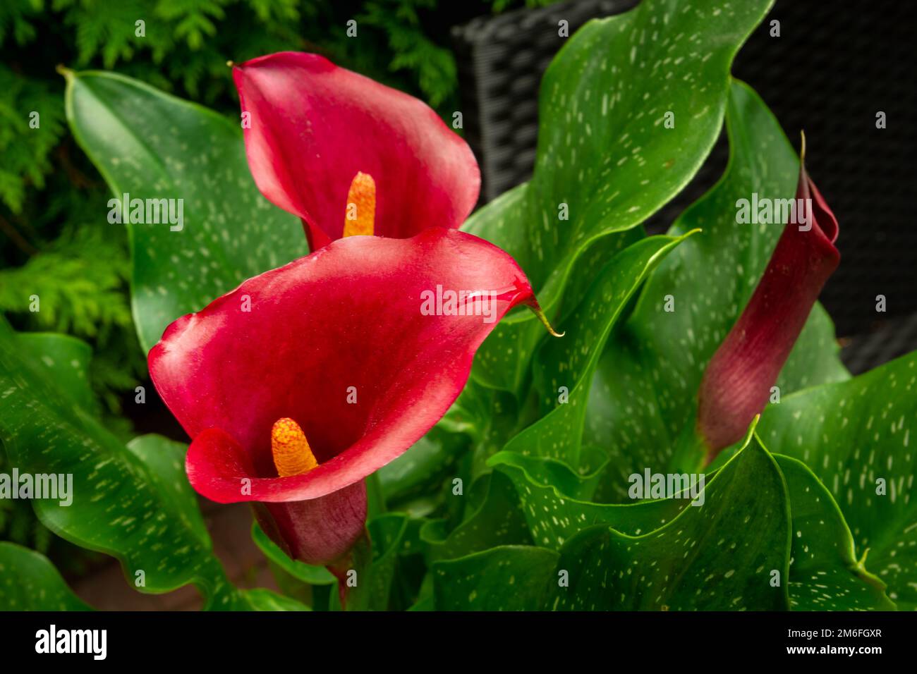 Maroon flower of calla and green leaves Stock Photo - Alamy