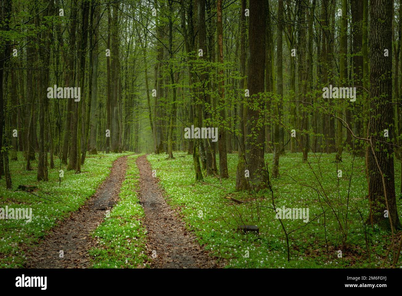 Spring meadow road hi-res stock photography and images - Alamy