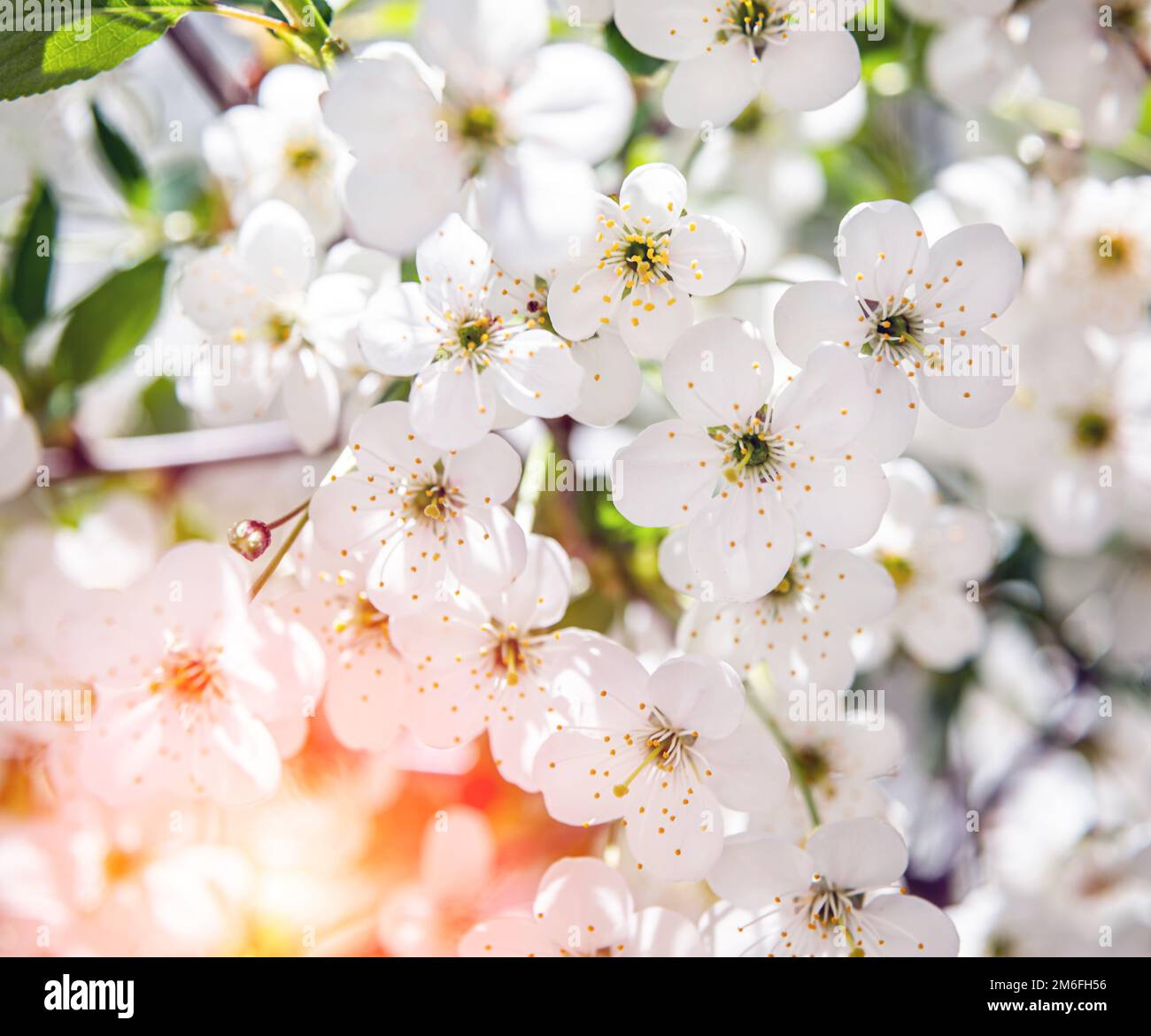 Closeup cherry flowers in hi-res stock photography and images - Alamy