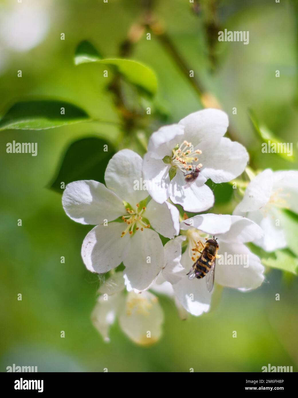 Spring blooming branch apple tree hi-res stock photography and images ...