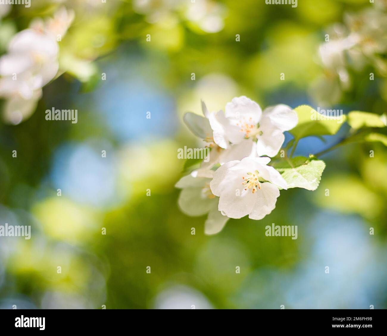 Blooming apple tree branch in spring Stock Photo - Alamy