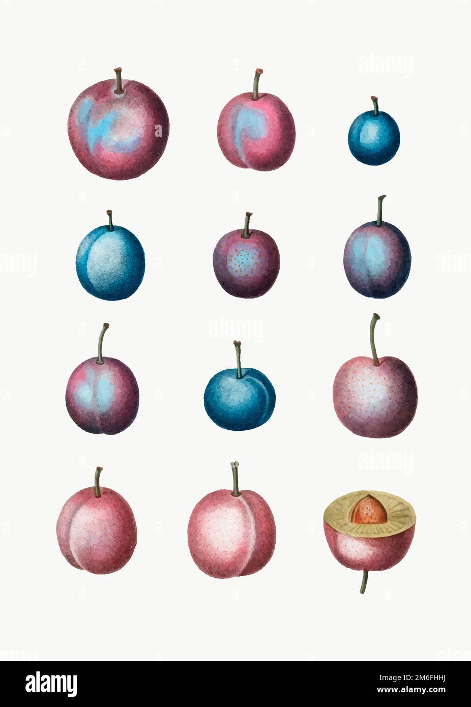 Vintage common plum fruits set vector Stock Vector Image & Art - Alamy