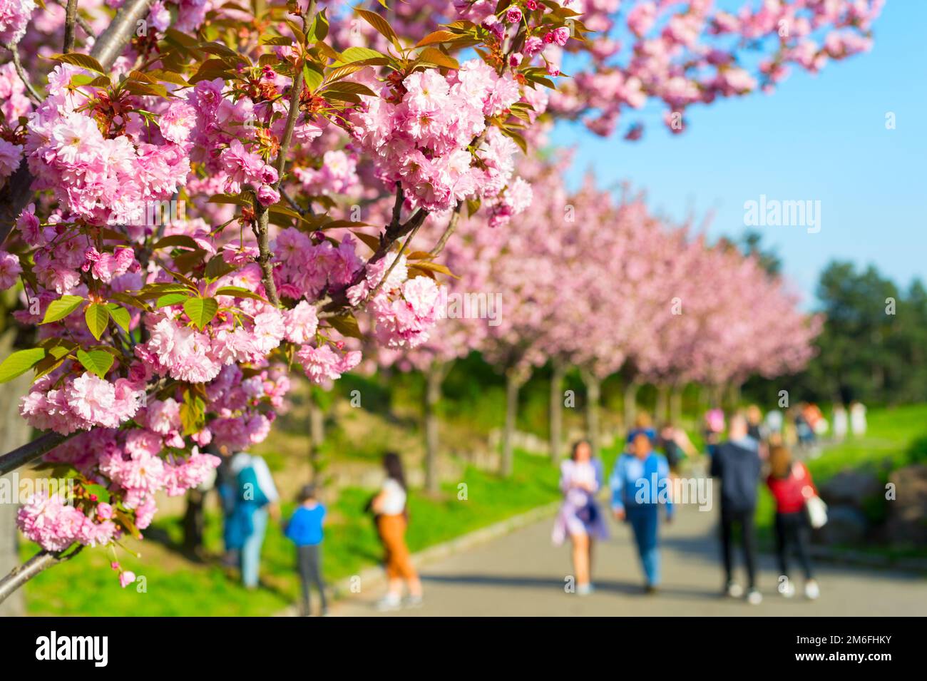 People blooming sakura alley flowers Stock Photo - Alamy
