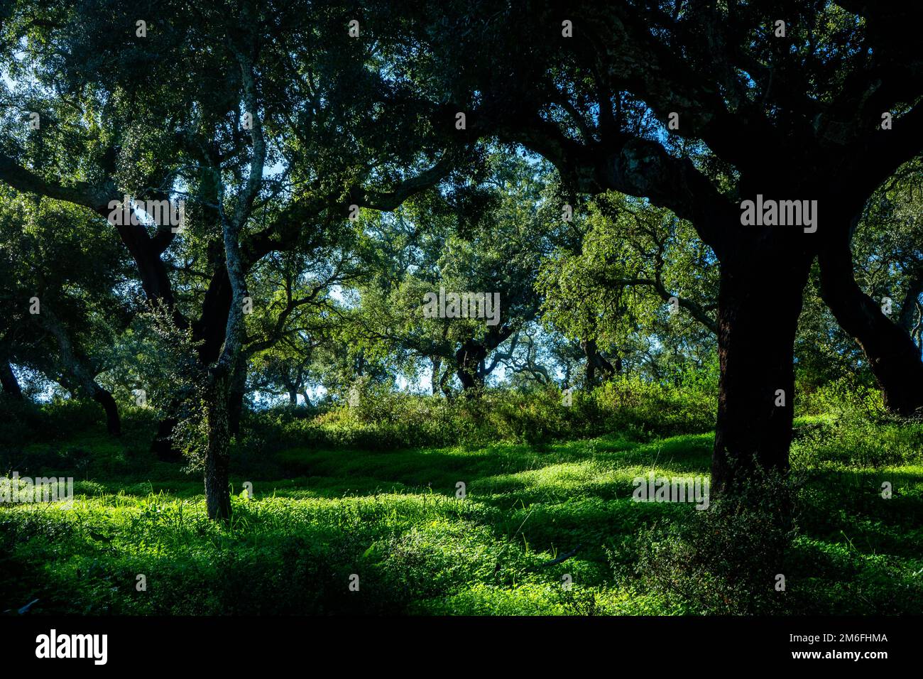 Cork trees enjoying the autumn sun, in an Alentejo countryside full of ...